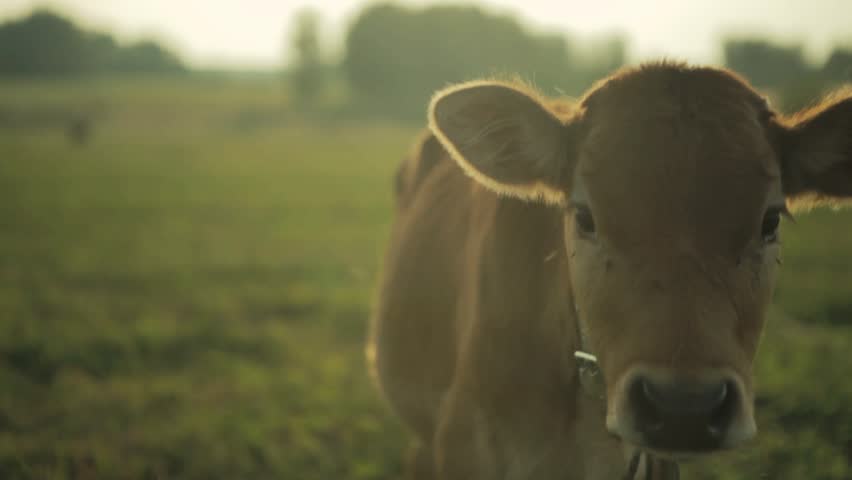 Cow Cutout Stock Video Footage - 4K and HD Video Clips | Shutterstock