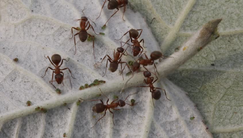 large yellow ants beating on small Stock Footage Video (100% Royalty ...