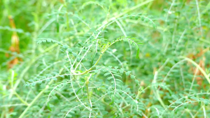 Sutherlandia frutescens Stock Video Footage - 4K and HD Video Clips ...