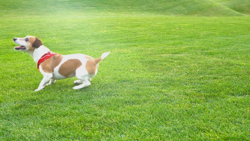 Active Excited Dog Jumping Dancing Stock Footage Video (100% Royalty ...