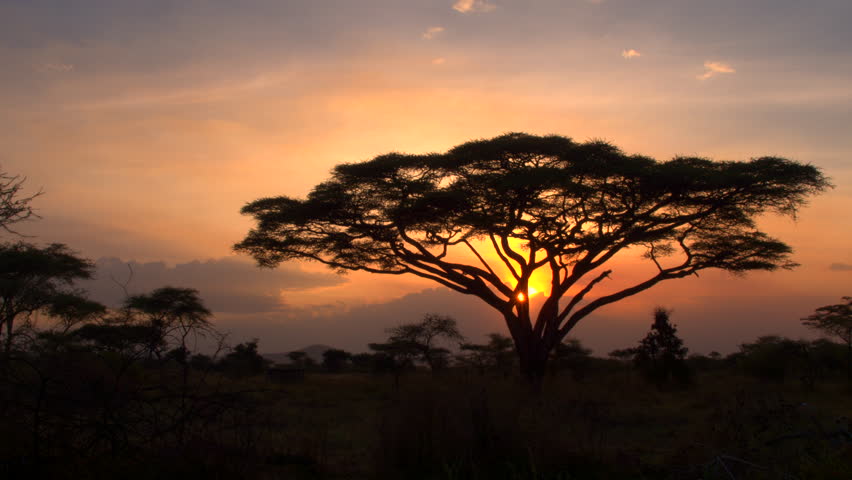 Red Acacia Tree Stock Video Footage - 4K and HD Video Clips | Shutterstock