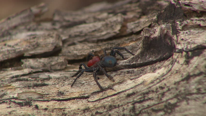 spider - mouse Stock Footage Video (100% Royalty-free) 22996312 ...