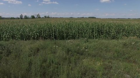 4k Aerial Fly Over Corn Fieldaerial Stock Footage Video (100% Royalty ...
