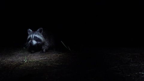 4k Raccoon Stealing Food Off Cameraraccoon Stock Footage Video (100% ...