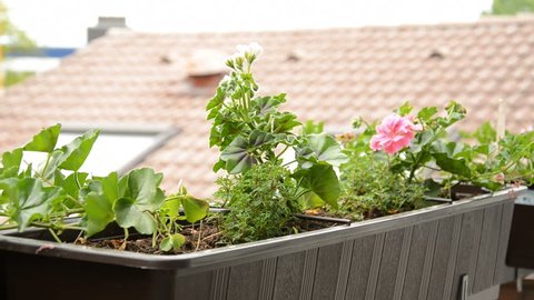 Watering Flowers Stock Footage Video (100% Royalty-free) 2303726 ...