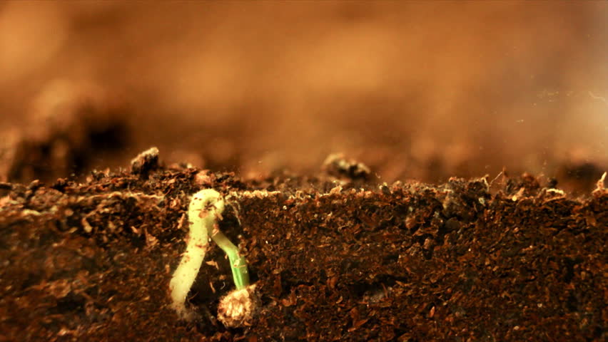 plant growing seed soil underground overground Stock Footage Video (100 ...