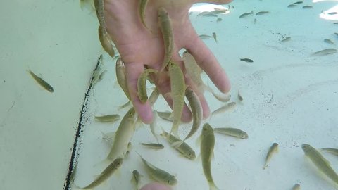 Garra Rufa Doctor Fish Eat Dead Stock Footage Video (100% Royalty-free ...