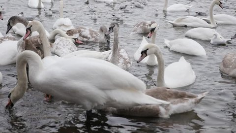 Two Scania Goose Swedish Breed Pond Stock Footage Video (100% Royalty ...
