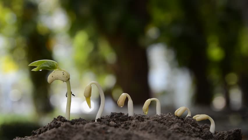 Marijuana Seed Sprouting Growbox Time Lapse Stock Footage Video (100% ...