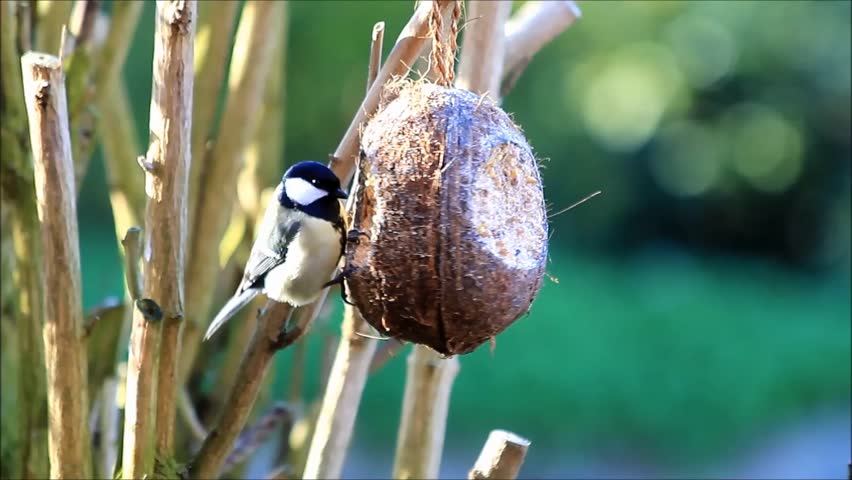 Great Tit Parus Major Eating Stock Footage Video (100% Royalty-free ...