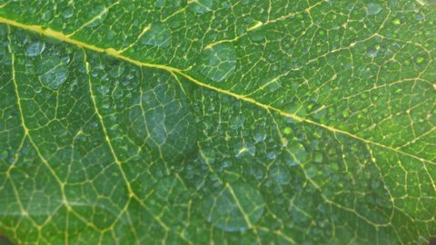 Leaves Tree Textures Abstract Backgrounddark Toneart Stock Photo (Edit ...