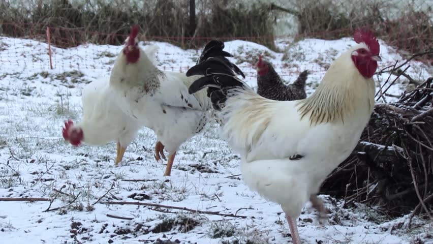 Chicken Running in the Snow Stock Footage Video (100% Royalty-free ...