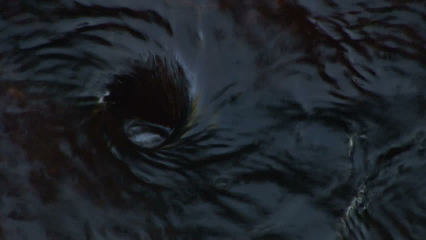 Small Whirlpool Eddy Formed in Stock Footage Video (100% Royalty-free ...