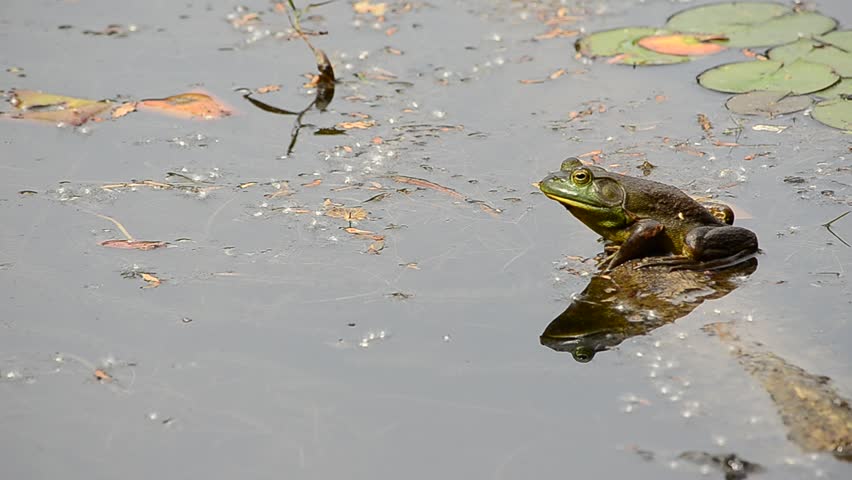 bullfrog sitting on log waiting prey Stock Footage Video (100% Royalty ...