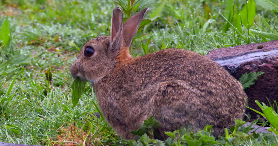Wild Rabbit Eating a Leaf. Stock Footage Video (100% Royalty-free ...