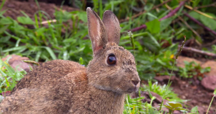 wild rabbit sniffs air looks directly Stock Footage Video (100% Royalty ...