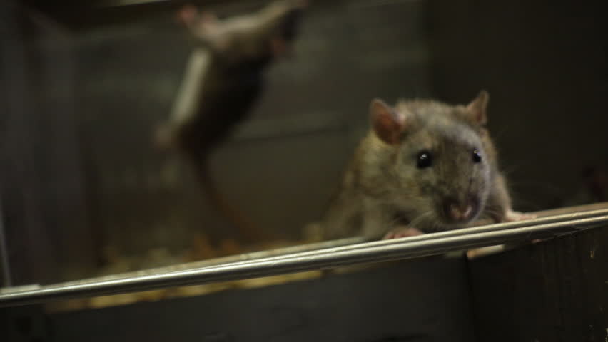 Gray Rat Peering Out of Stock Footage Video (100% Royalty-free ...