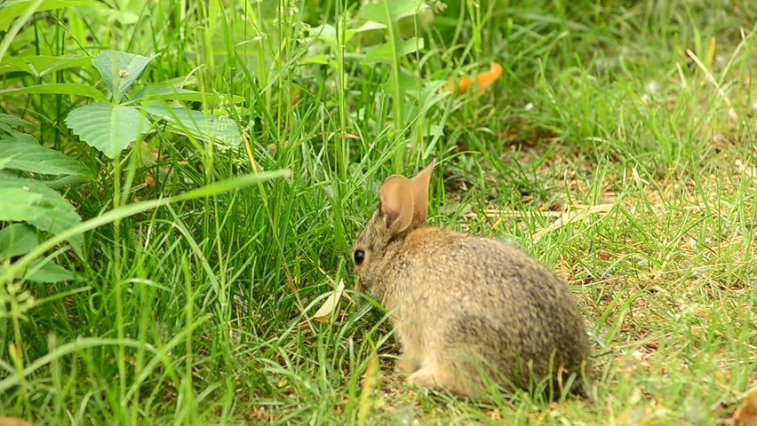 Baby Cottontail Rabbit Eating Grass Stock Footage Video (100% Royalty ...