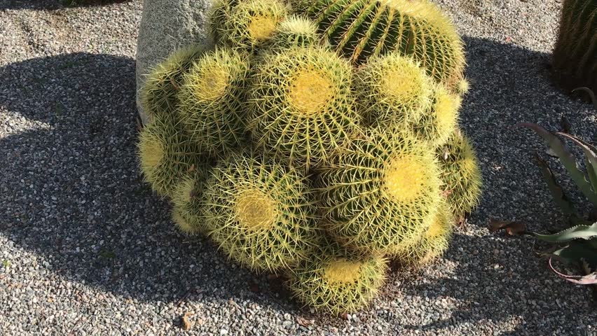Yellow spines on ball Cactus image - Free stock photo - Public Domain ...