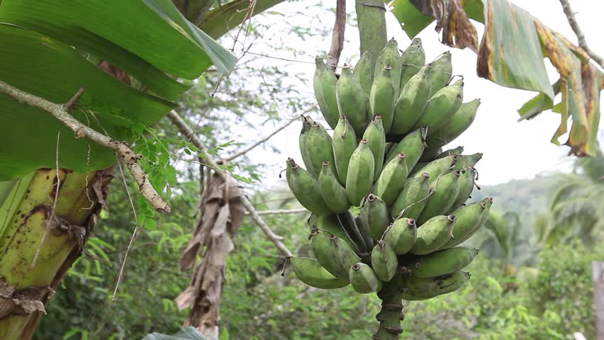 banana hanging on tree orchard Stock Footage Video (100% Royalty-free ...