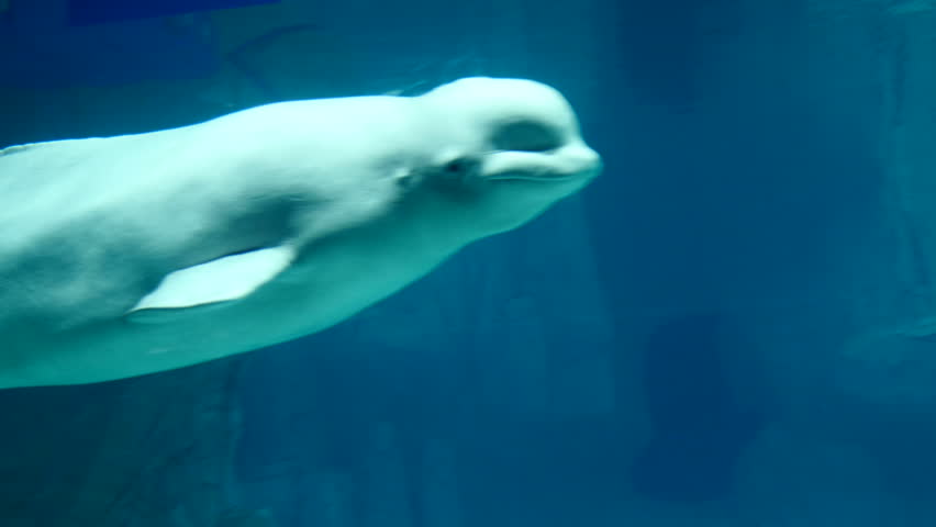 Beluga Cute Stock Video Footage - 4K and HD Video Clips | Shutterstock