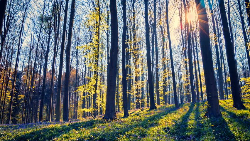 Beautiful Landscape with Spring Forest. Stock Footage Video (100% ...