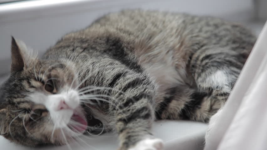 Cat Wake up and Yawns Stock Footage Video (100% Royalty-free) 23269696 ...