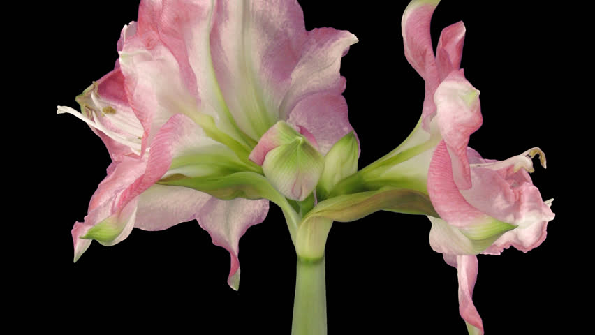 Time-lapse of Opening Rozetta Amaryllis Stock Footage Video (100% ...