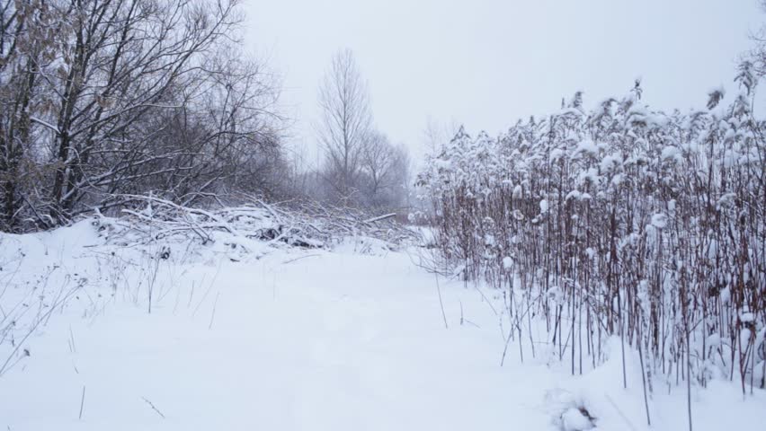 Winter Landscape with Snowing Weather Stock Footage Video (100% Royalty ...