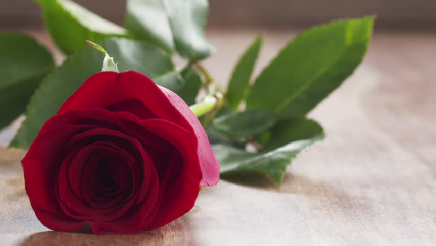 single red rose falling on old Stock Footage Video (100% Royalty-free ...