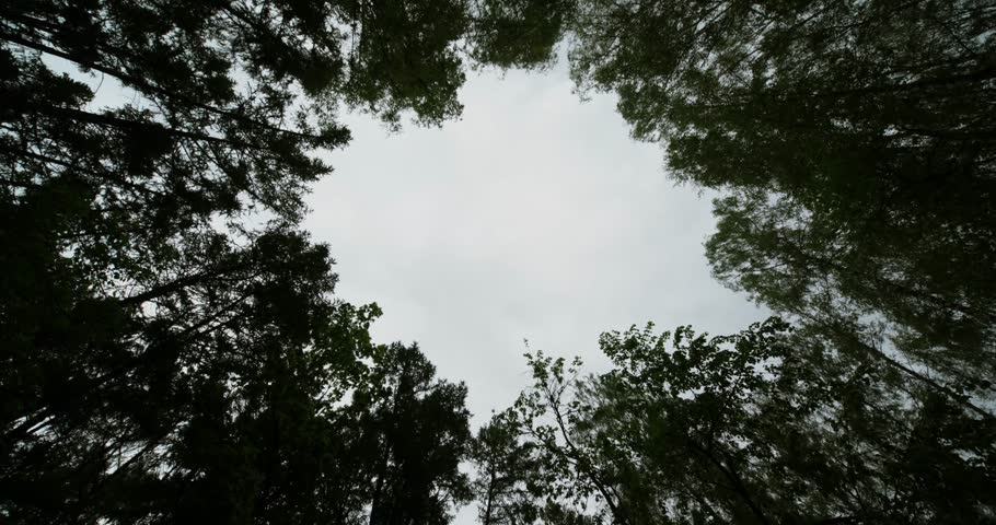 looking through heart trees time lapse Stock Footage Video (100% ...