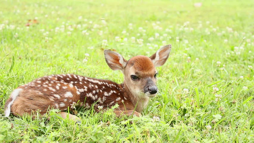 sleepy fawn lying grass Stock Footage Video (100% Royalty-free) 2335754 ...