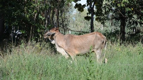 perros apareándose en el campo de: video de stock (totalmente libre de ...
