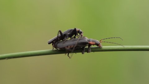 Two Insects Mating Macro Stock Footage Video (100% Royalty-free ...