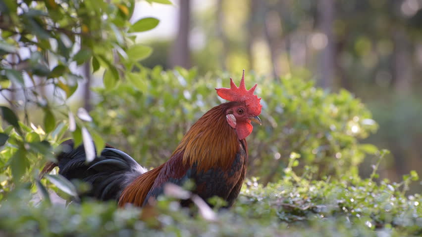 Crying Crow Stock Video Footage - 4K and HD Video Clips | Shutterstock