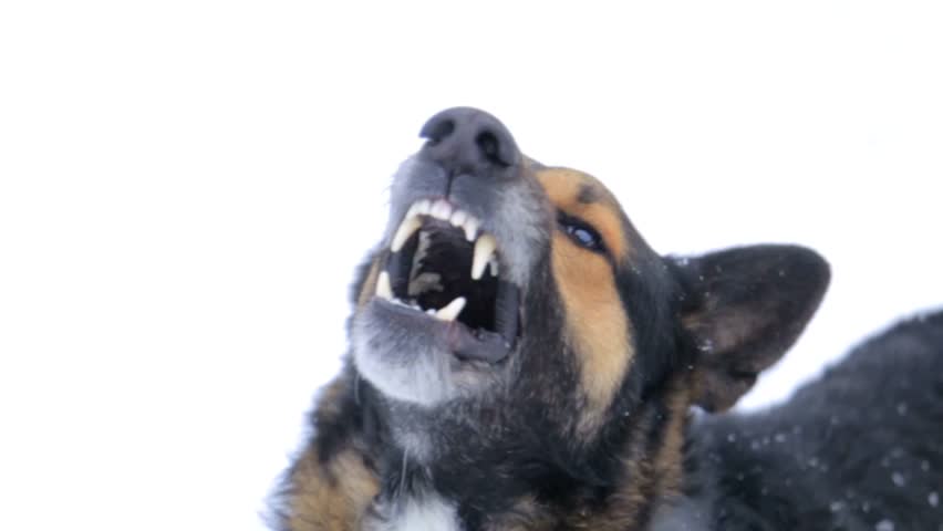 Evil Dog,barking Enraged Angry Dog Stock Footage Video (100% Royalty ...