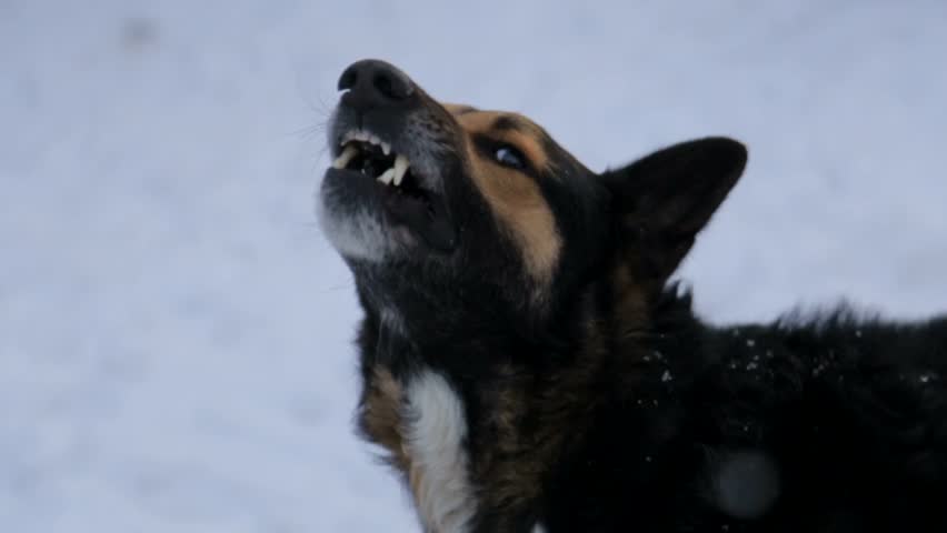 Evil Dog,barking Enraged Angry Dog Stock Footage Video (100% Royalty ...
