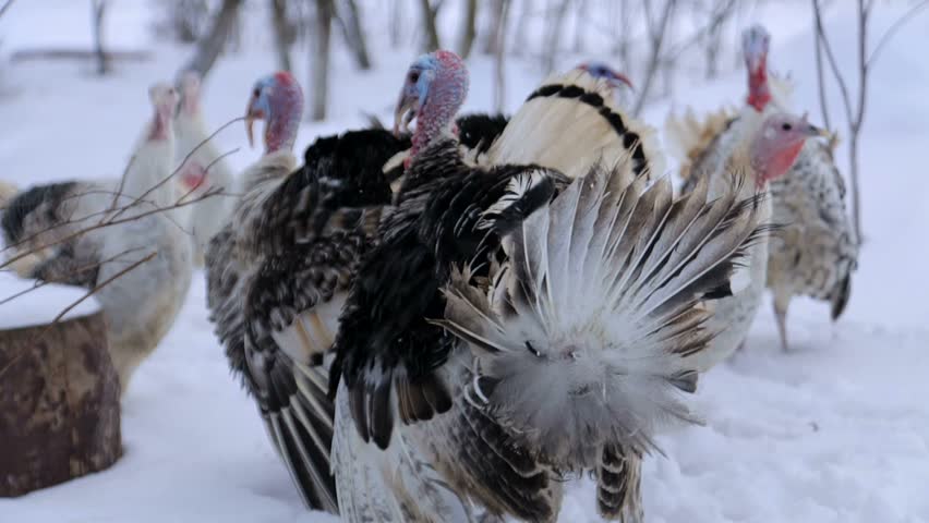 Turkey in the Snow Stock Footage Video (100% Royalty-free) 23495584 ...