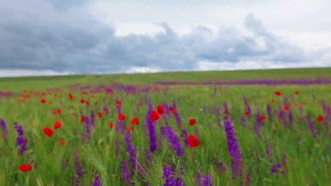 Field Spring Flowers Stock Footage Video (100% Royalty-free) 2350076 ...