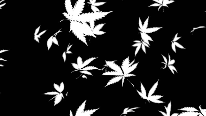 Loopable Animation Falling Marijuana Leaves Stock Footage Video (100% ...