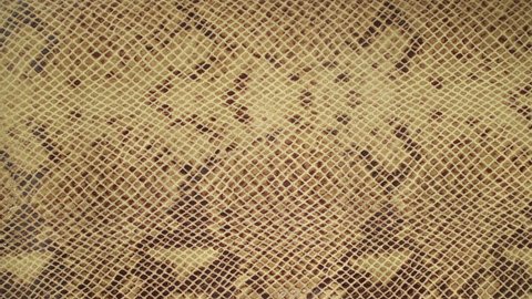 Python Skin Snake Pattern Animal Skin Stock Illustration 1721417221 ...
