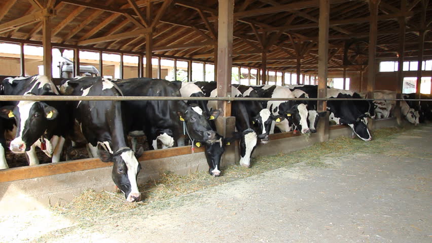 holstein cows on farm Stock Footage Video (100% Royalty-free) 2355251 ...