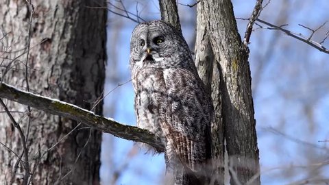 Great Gray Owl Perched Tree Stock Footage Video (100% Royalty-free ...