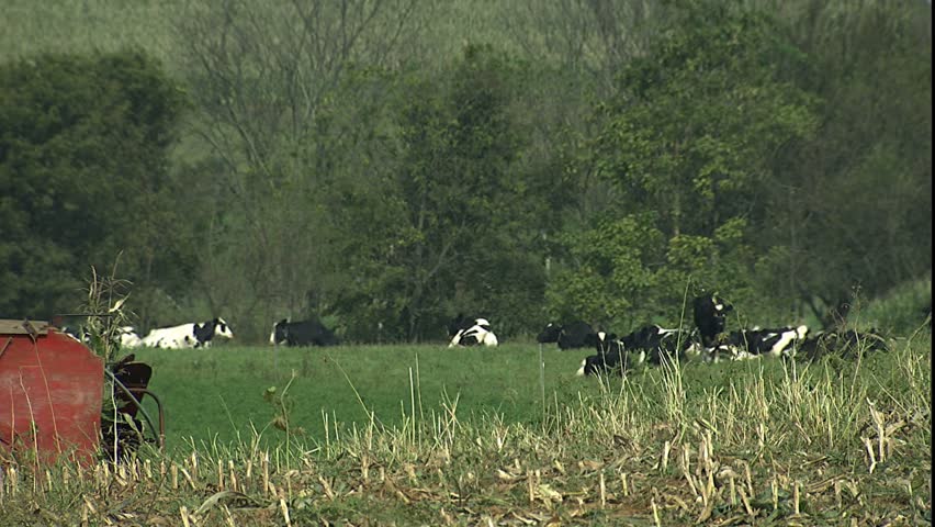 cows amish farmer mule team enter Stock Footage Video (100% Royalty ...