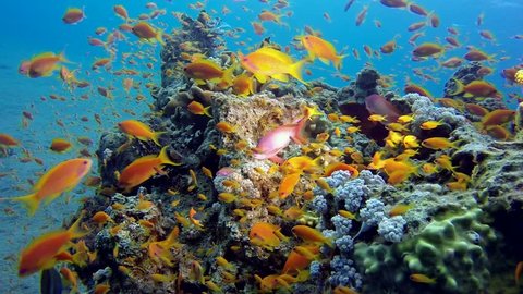 4k footage tropical fish swimming around Stock Footage Video (100% ...