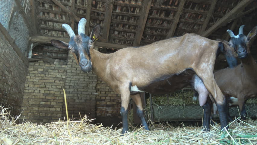 alpine goat farm Stock Footage Video (100% Royalty-free) 23594236 ...