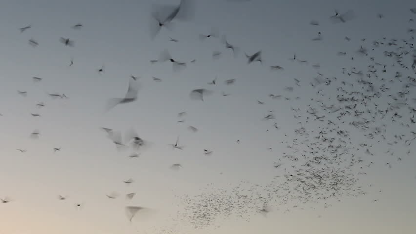Thousands of Bats Swarm Through Stock Footage Video (100% Royalty-free ...