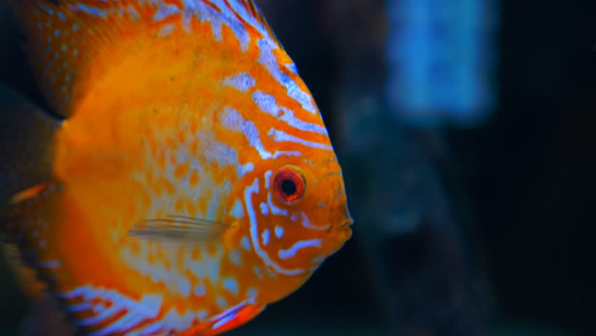 Beautiful, Colorful, Exotic Tropical Fish Stock Footage Video (100% ...