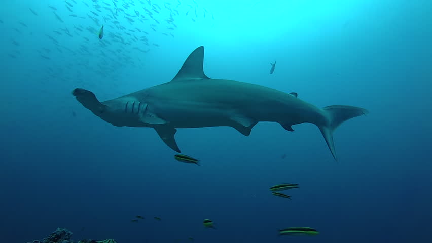 school hammerhead sharks swimming blue - Stock Footage Video (100% ...