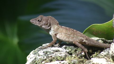 Western Basilisk Redheaded Basilisk Basiliscus Galeritus Stock Photo ...